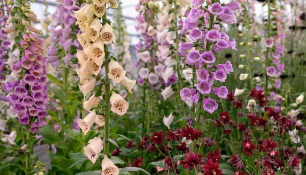 100 Mixed Foxglove Seeds - Heirloom Decorative Plant Flower Tall Spikes ...