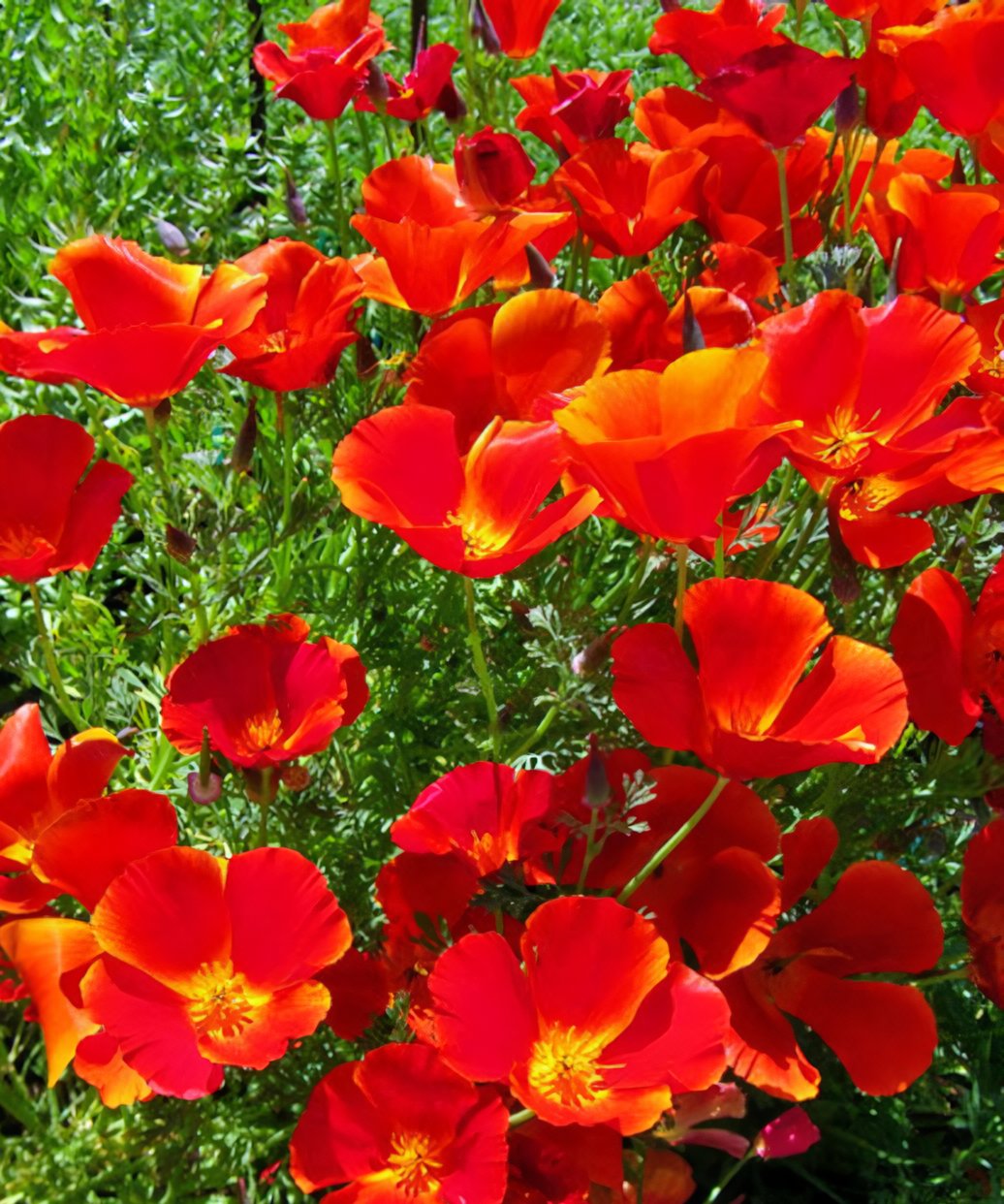 500 California Red Chief Poppy Seeds - Ground Cover Poppies Wildflowers ...