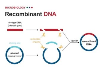DNA vector construction service
