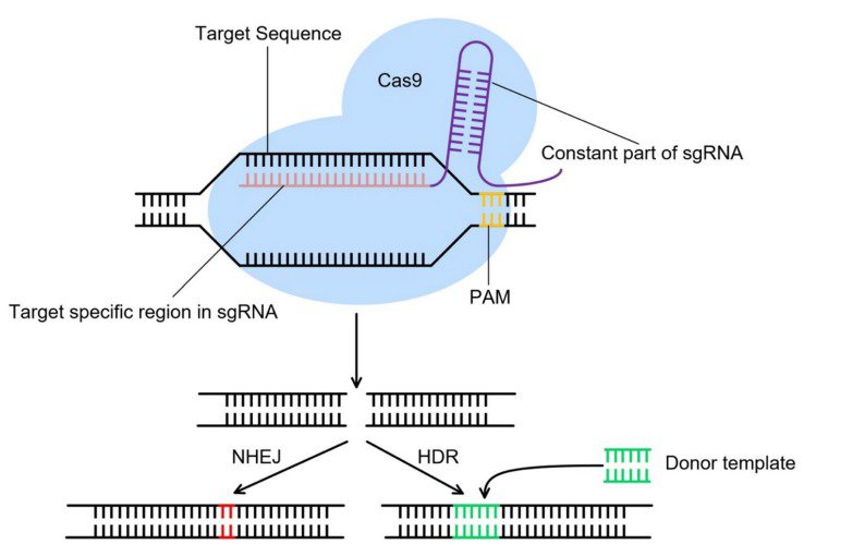 CRISPR-Cas9 sgRNA synthesis