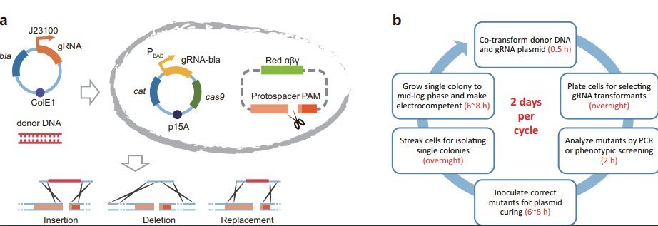 E. coli CRISPR-Cas9 genome editing