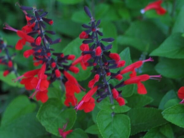 40 Hummingbird Forest Fire Salvia Flower Fresh Seeds