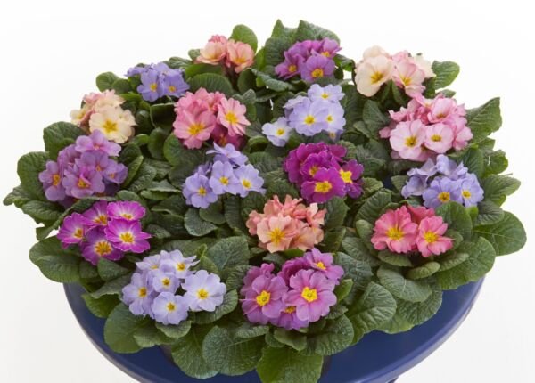15 Acaulis Mix Primrose Flower Fresh Seeds