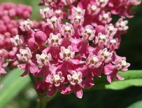 30 Rose W Pink Center Butterfly Weed Flower Asclepias Fresh Seeds