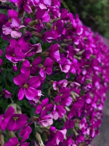 Rock Cress 150 Seeds Aubrieta Cascading Purple Flowers Perennial Ground ...