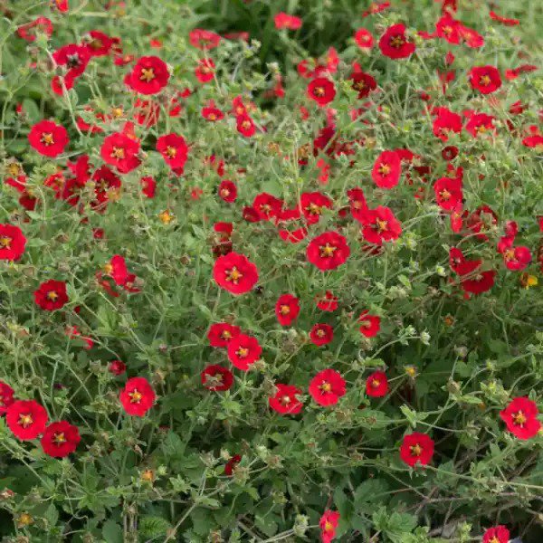 Scarlet Cinquefoil Perennial Pollinators Bees Hummingbirds Red Flower ...