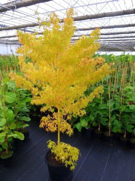 10 Yellow Japanese Maple Tree Fresh Seeds
