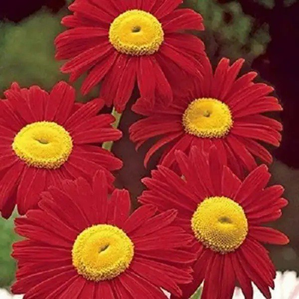 50 Red Daisy Pyrethrum Flowers Plants Fresh Seeds