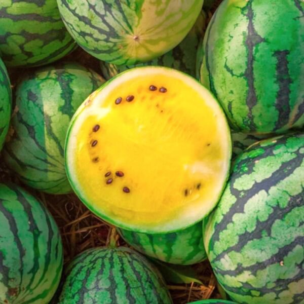 Yellow Petite Watermelon Mini Personal Dwarf Melon 2024 Fresh Seeds