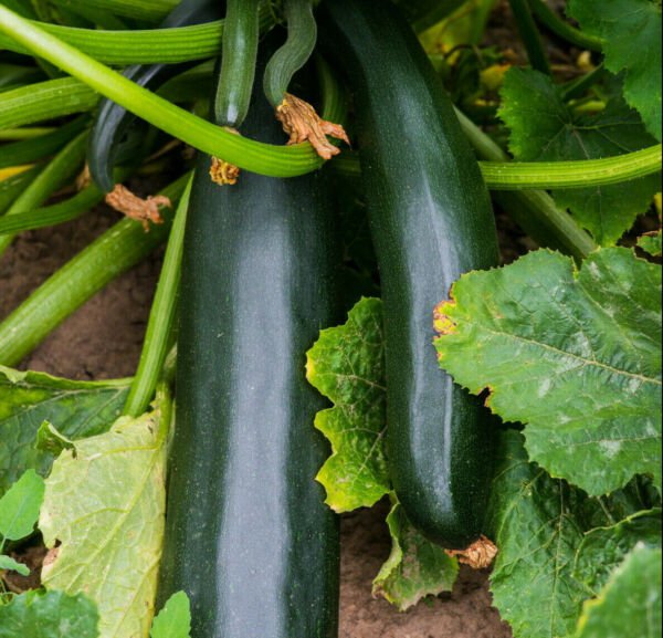 Black Beauty Zucchini Bush Dark Green Courgette Summer Squash 2024 ...