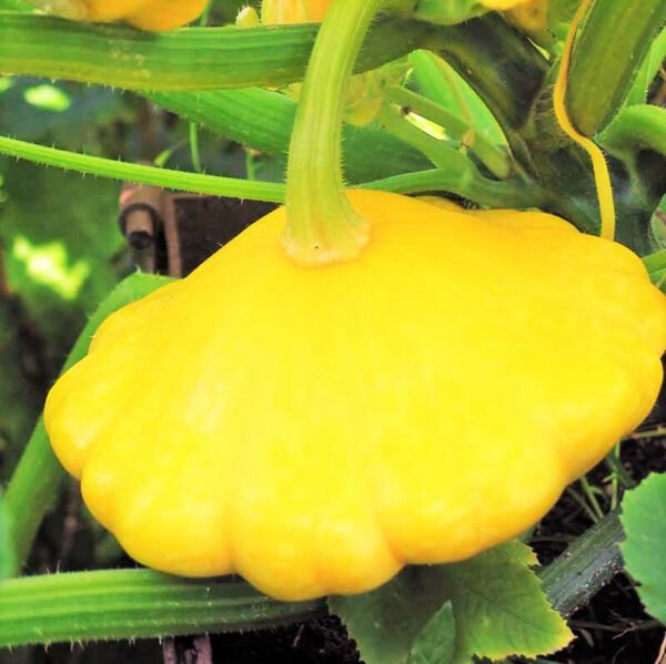 Sunburst Yellow Patty Pan Bush Scallop Squash Golden Scallopini 2024 ...