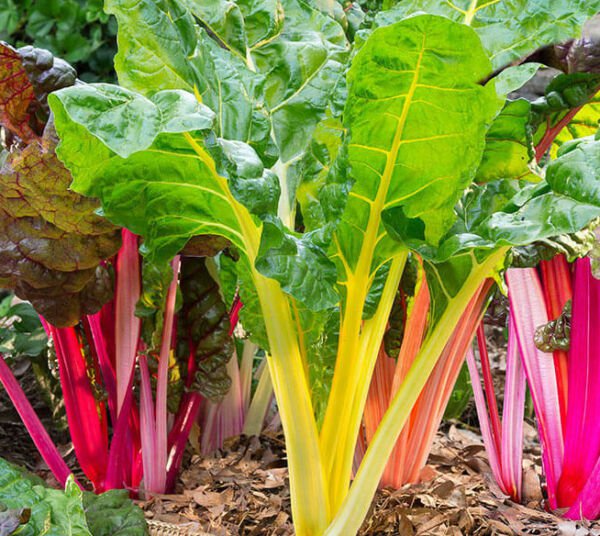 Northern Lights Swiss Chard Silver Beet Silverbeet Rainbow 2024 Fresh Seeds