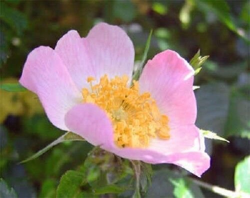 25 Pink Swamp Rose Rosa Palustris Flower Shrub Bush Fresh Seeds