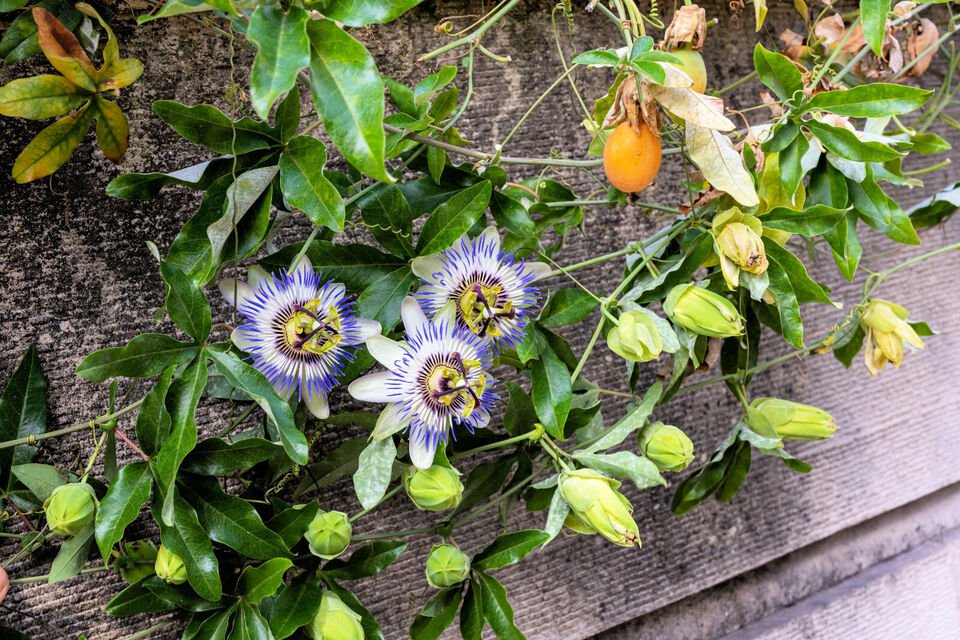 10 Blue Crown Passion Flower Fruit Passiflora Caerulea Orange Fruit