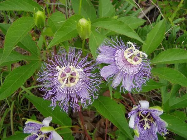 Passiflora Incarnata Maypop Apricot Vine Hardy Passion Vine 5 Seeds