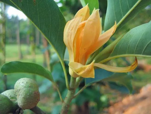 Magnolia Champaca Joy Perfume Tree Yellow Jade Orchid Tree 10 Seeds