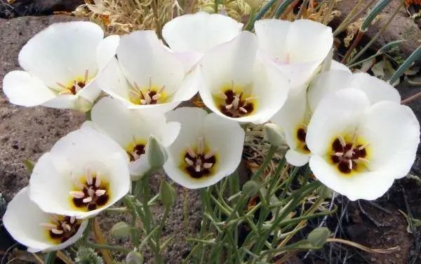 Calochortus Nuttallii (White Form) Sego Lily 5 Seeds