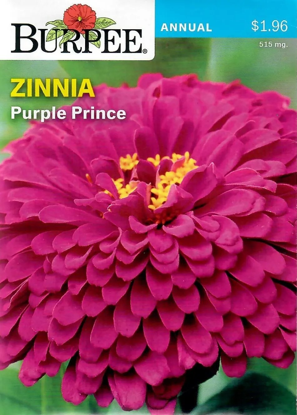 Zinnia Purple Prince Flower Seeds