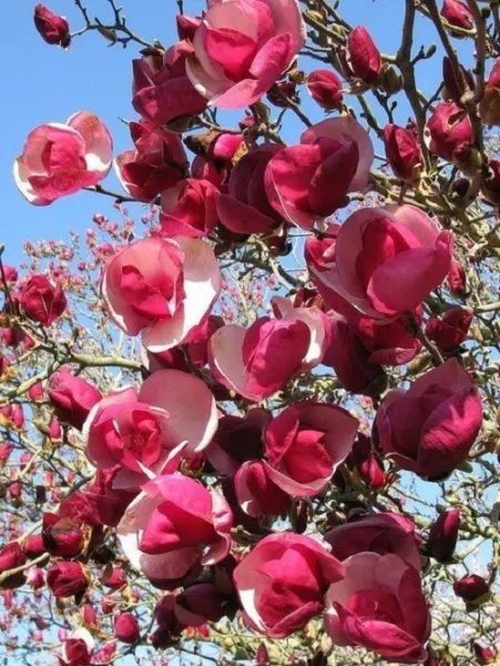 5 Alexandra Magnolia Seeds Lily Flower Tree Fragrant Tulip