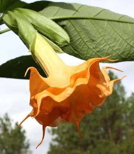 10 Orange Angel Trumpet Seeds Flower Fragrant Seed Bloom
