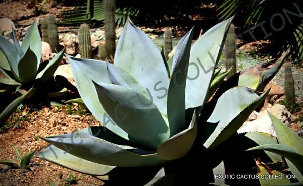 Rare Agave Titanota Blue Hardy Exotic Succulent Aloe Rose Plant Seed 15 ...
