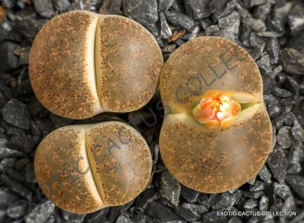 Rare Lithops Verruculosa Rose Of Texas Exotic Living Stone Rock Seed 15 ...