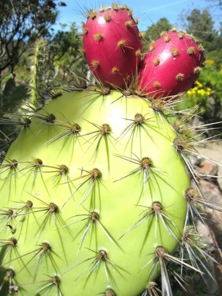 Hamatocactus Setispinus Exotic Barrel Cacti Rare Cactus Seed 25 Seeds