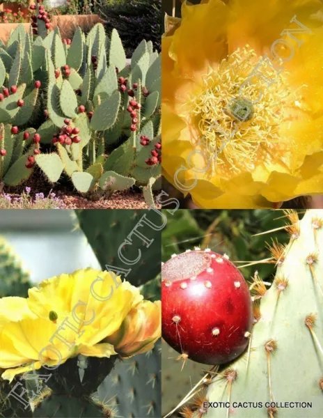 Opuntia Chlorotica Pancake Cactus Flapjack Dollarjoint Pricklypear Seed ...
