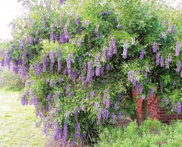 Soapweed Yucca Glauca Narrowleaf Desert Grass Agave Aloe Seed 15 Seeds