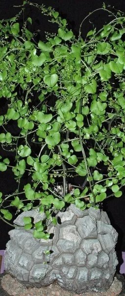 Conocarpus Erectus Sericeus Florida Native Wild Tree Bonsai Shrub Seed ...