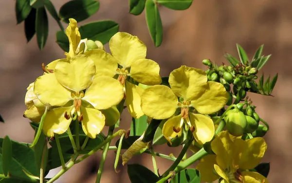 Senna Mexicana V. Chapmanii Exotic Cassia Rare Bahama Chapman Plant ...