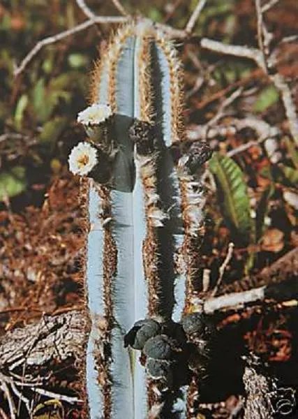 Hot Pilosocereus Azureus, Rare Columnar Cacti Flowering Cactus Flower ...