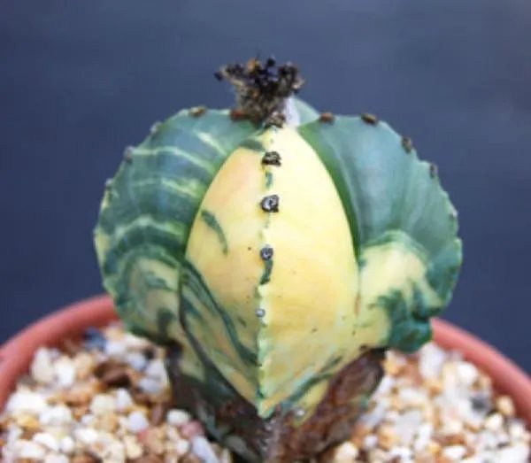 Hot Astrophytum Cuadricostatum Variegated @J@ Seed 20 Seeds