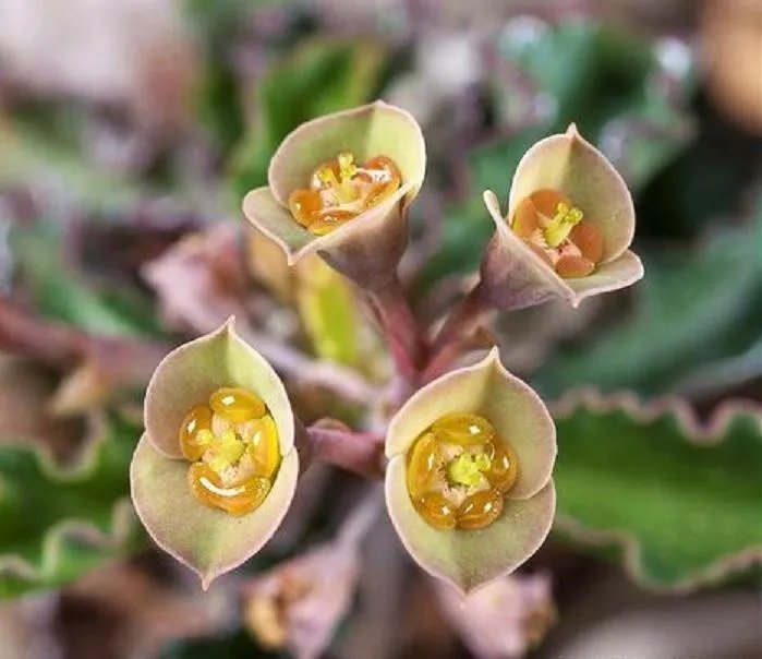 Hot Lobivia Haagei Rare Rebutia Cactus Plant Flowering Succulent Cacti ...