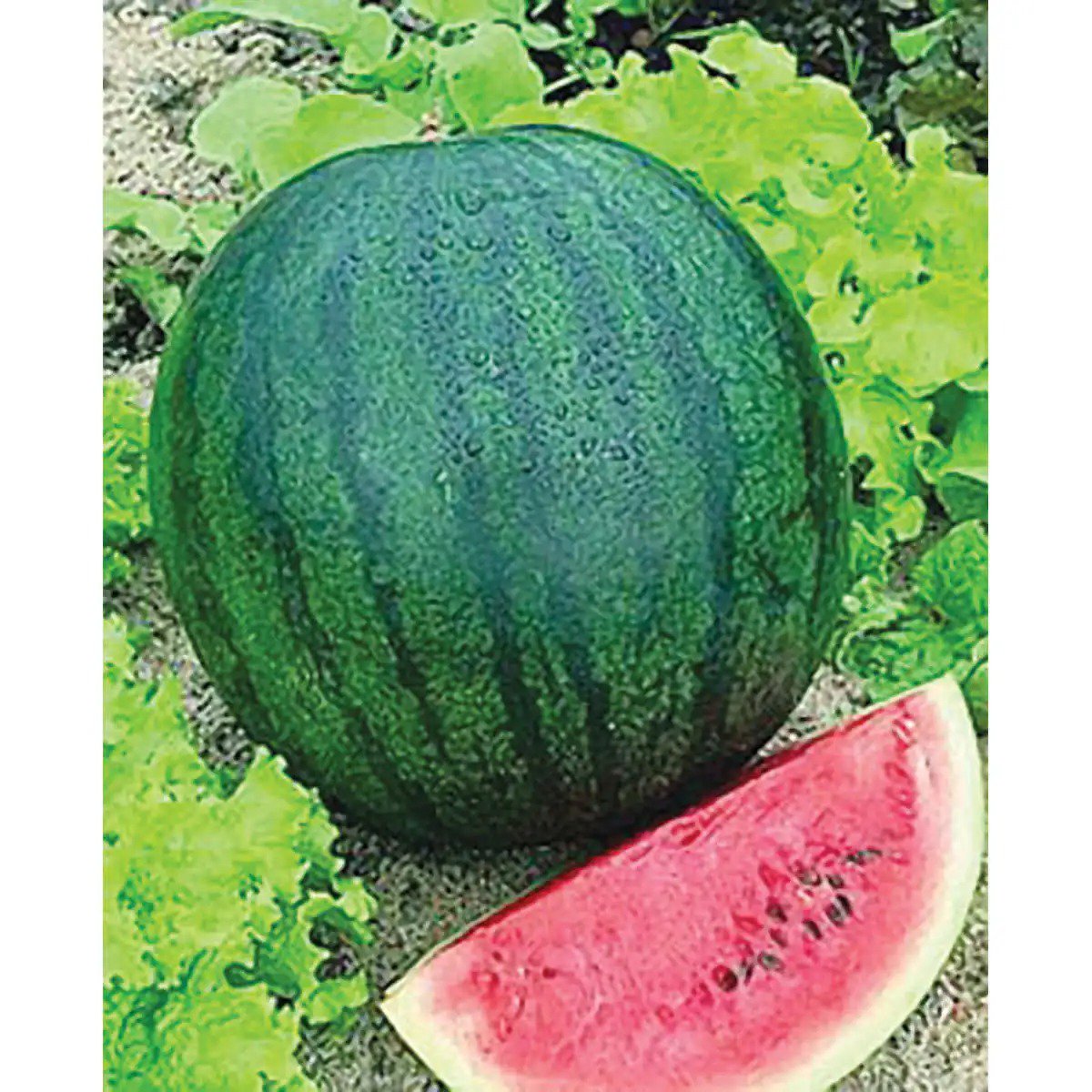 25 Sugar Baby Watermelon Seeds Non-Gmo