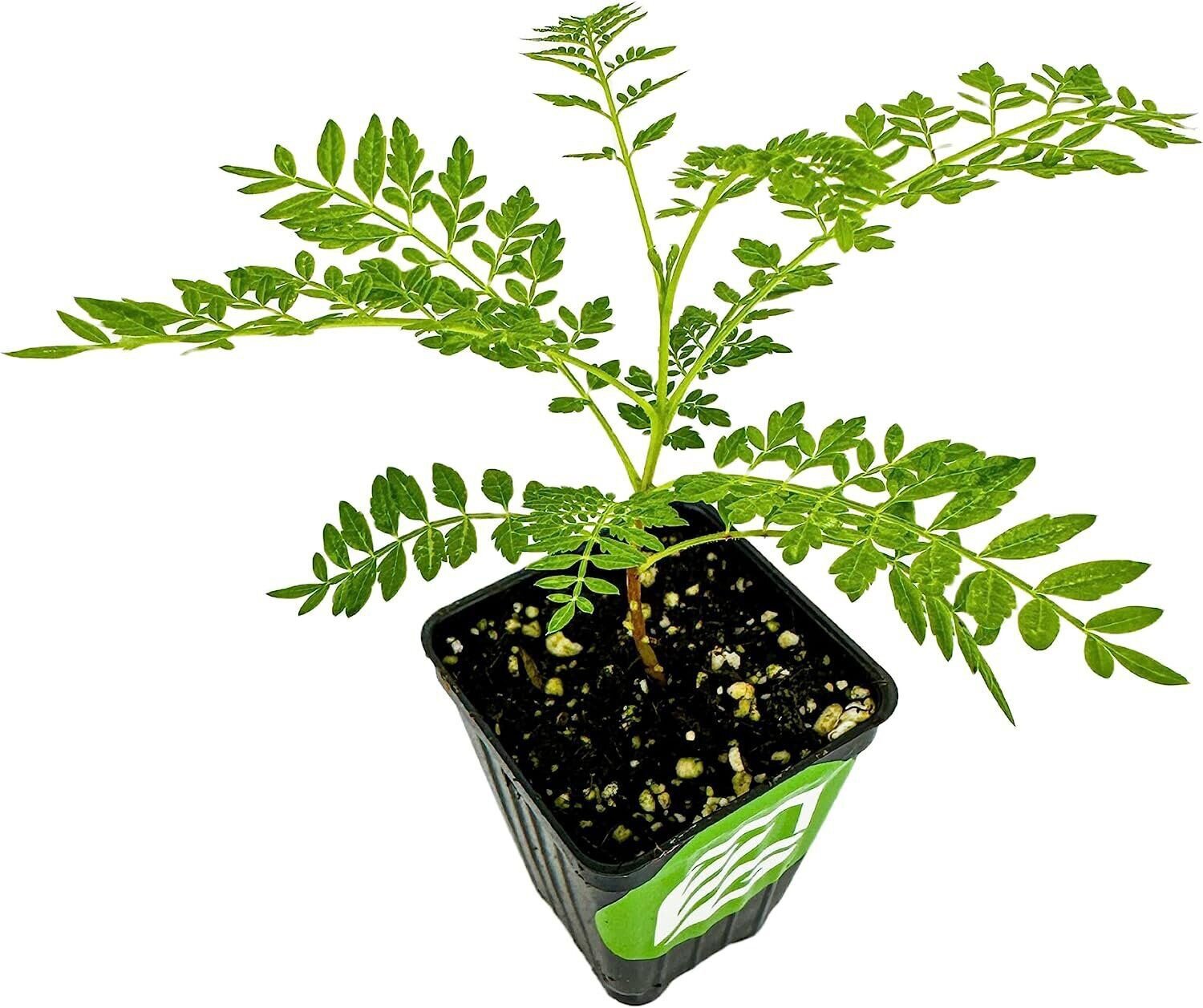 Jacaranda Tree - Jacaranda mimosifolia Live Plant