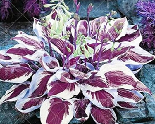 Colorful hosta 100 seeds Indoor bonsai flower Coleus genus planting ...