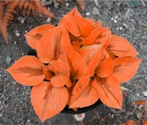 100 Pcs/Bag Beautiful Hosta Bonsai Plants Perennials Lily Flower Shade ...