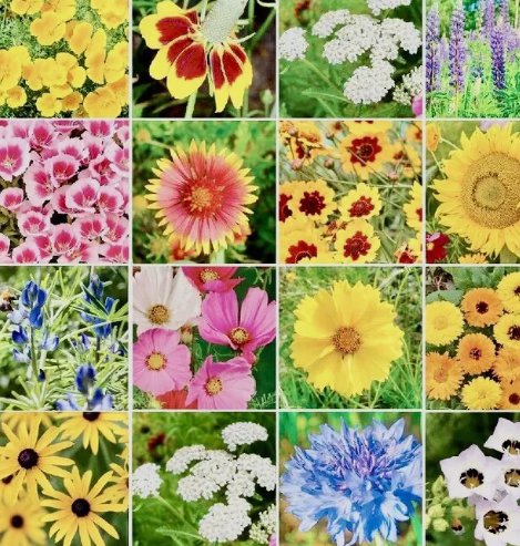 Bird & Butterfly Wildflower Mix 500 Seeds Vegetable Herb Garden Seed ...