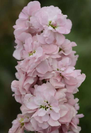 Column Stock Appleblossom Vegetable Heirloom 25 Seeds for Garden Planting