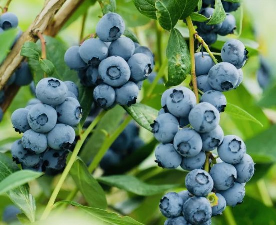 Southern Blueberry Fruit Vegetable Heirloom 200 Seeds for Garden Planting