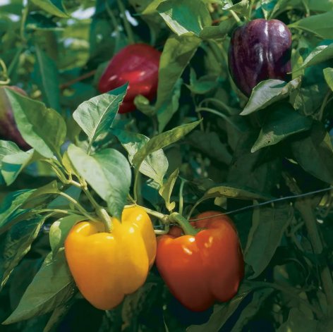 Rainbow Bell Pepper Capsicum anuum Vegetable Heirloom 25 Seeds for ...