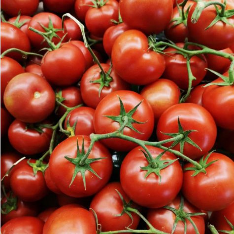 Oregon Spring Tomato Cool Climate Vegetable Heirloom 30 Seeds for ...