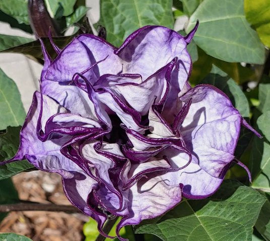 Angel Trumpet, Double Purple Flower Vegetable Heirloom 25 Seeds For ...