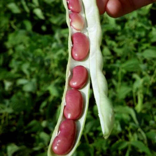 Dark Red Kidney Bush Bean Phaseolus Vulgaris Vegetable Seeds Easy to Grow