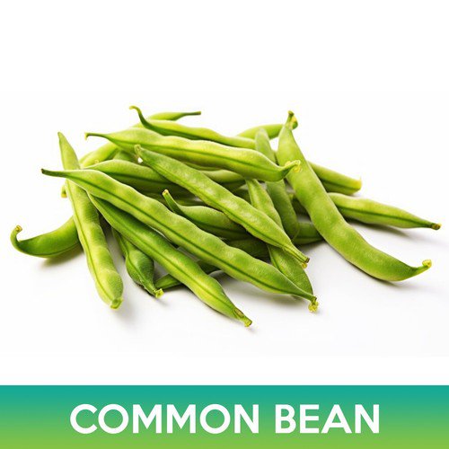 Common Bean Seeds Maxibel Bean Easy to Grow