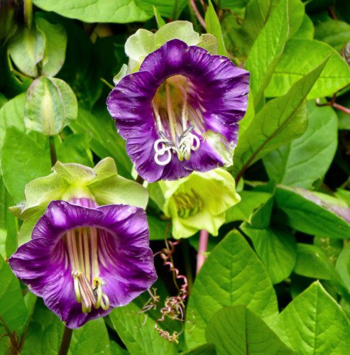 5 Cup & Saucer Vine Cathedral Bells Cobaea Scandens Purple Hummer ...