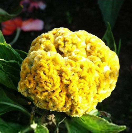 400 Giant Yellow Cockscomb Celosia Cristata Flower Seeds Fresh Garden