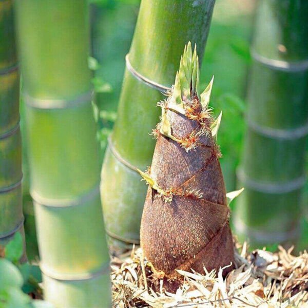 60 Giant Green Moso Bamboo Edible Bamboo Shoots Seeds Fresh Garden