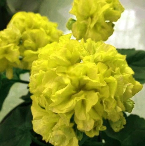 50 Green Yellow Geranium Pelargonium Flowers Seeds Fresh Garden